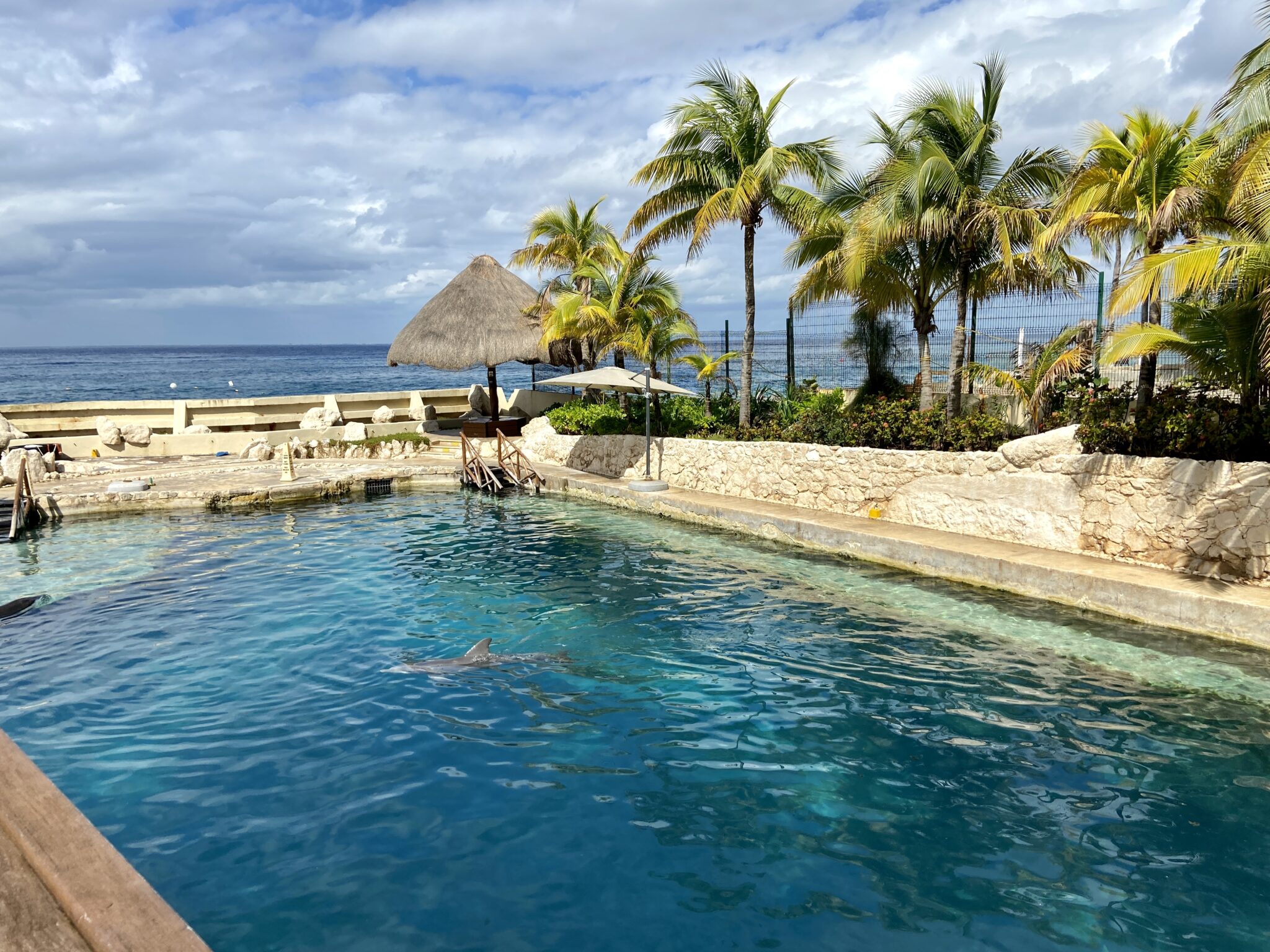 Dolphin Swim at DOLPHINARIS in COZUMEL Review - Lola Lambchops