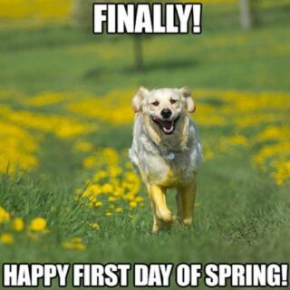 Funny Spring Memes to Welcome Warmer Weather - Lola Lambchops