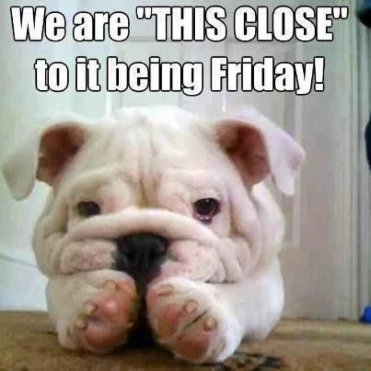 Hilarious Wednesday Hump Day Memes To Make You Laugh - Lola Lambchops