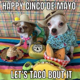 The Funniest Cinco de Mayo Memes for 2025 - Lola Lambchops