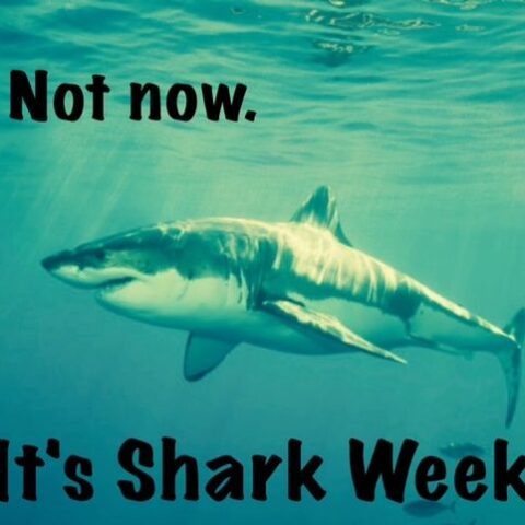 Hilarious Wednesday Hump Day Memes To Make You Laugh - Lola Lambchops